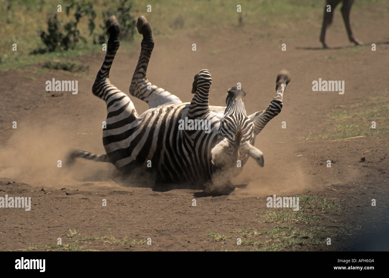 Zebra scratching his back, Ngorongoro Crater, Tanzania Stock Photo - Alamy