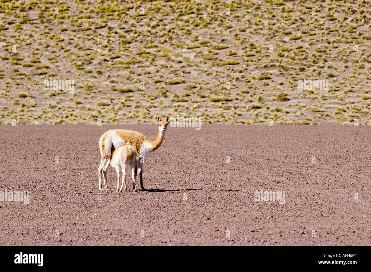 Vicuna mother with child, Chile Stock Photo - Alamy