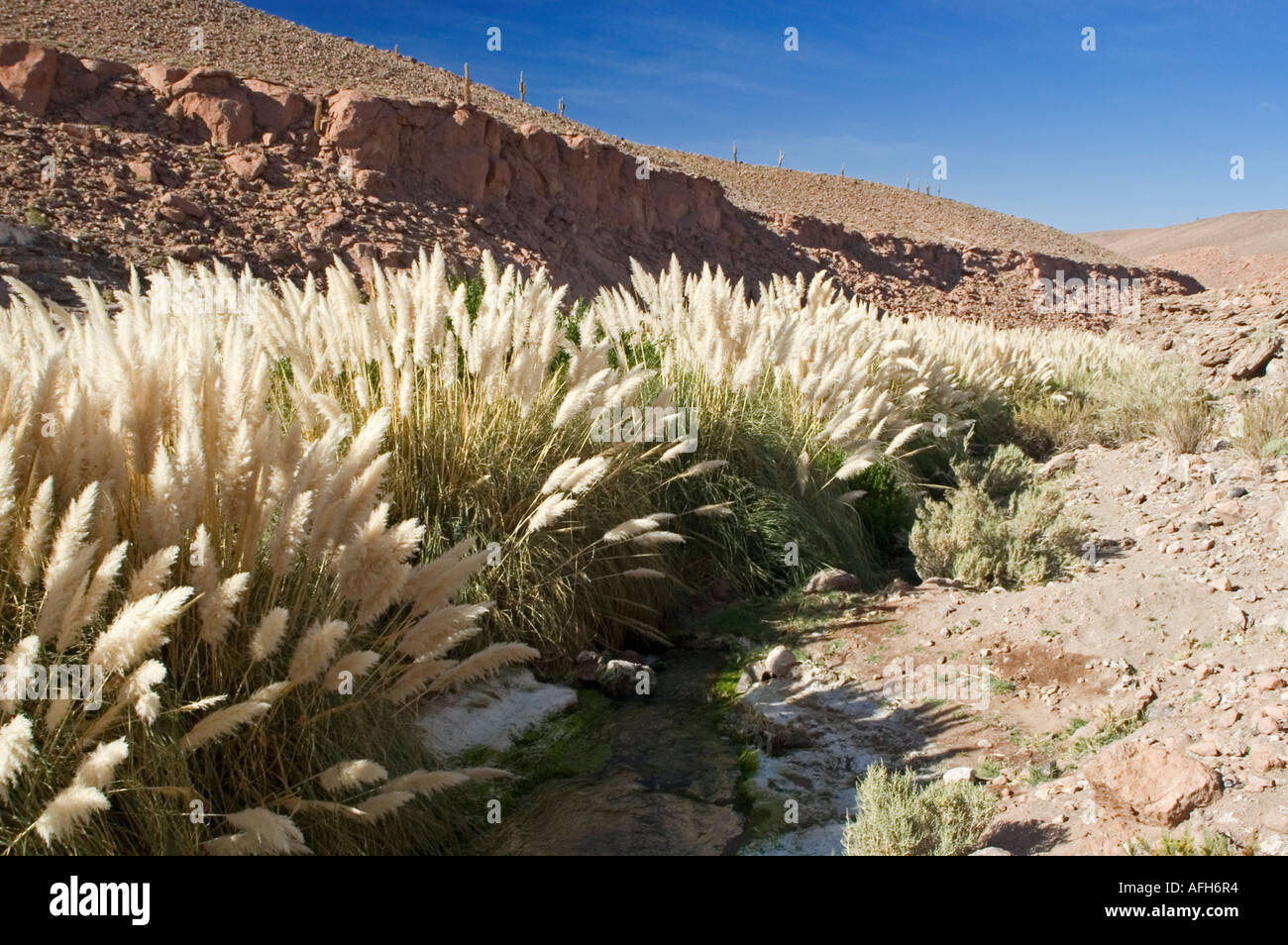 Huge pampas grass hi-res stock photography and images - Alamy