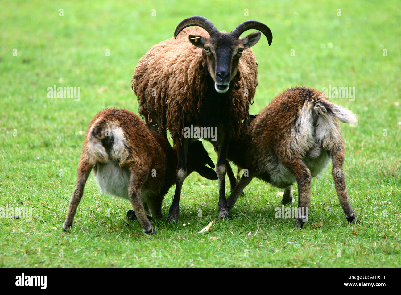 sheep with cubs Stock Photo - Alamy