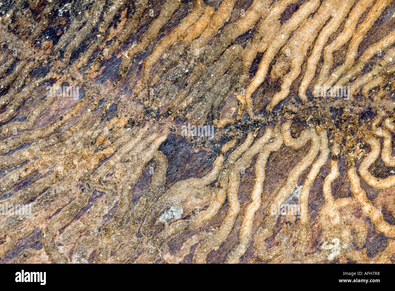 Woodworm pattern hi-res stock photography and images - Alamy