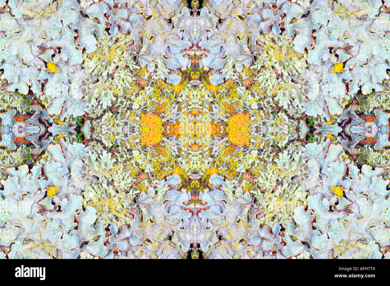 Pattern made from lichen detailing Stock Photo - Alamy