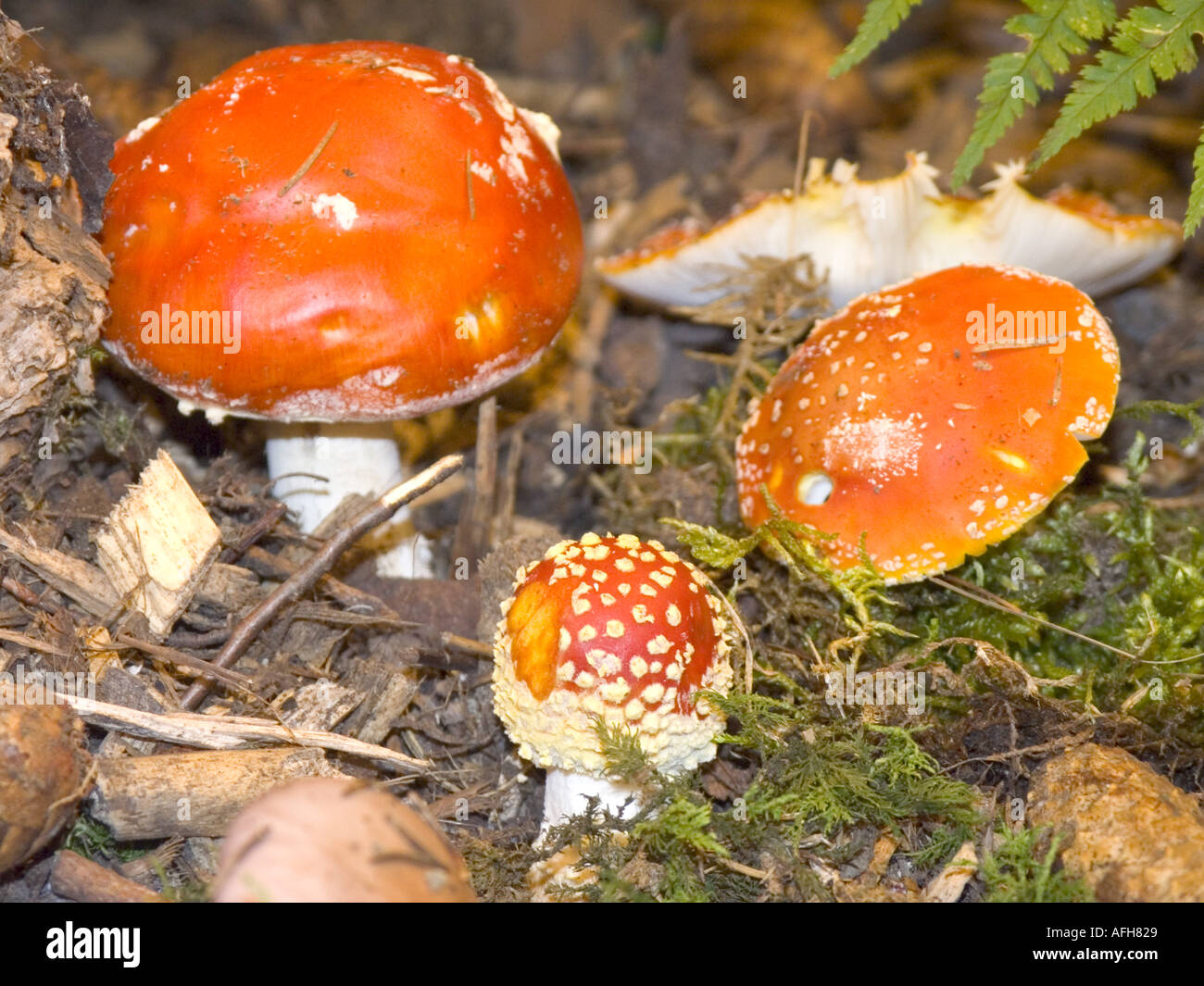 Pilz farm hi-res stock photography and images - Alamy