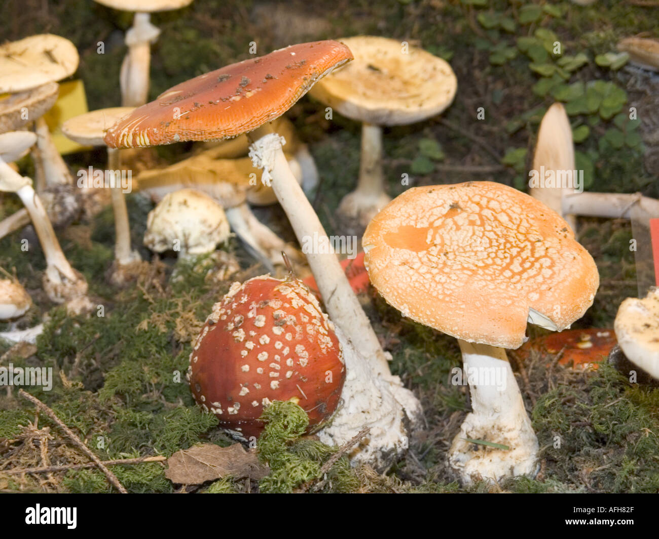 Pilz farm hi-res stock photography and images - Alamy