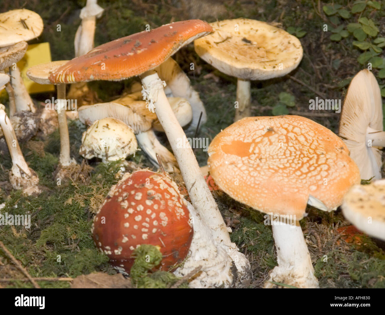 Pilz farm hi-res stock photography and images - Alamy