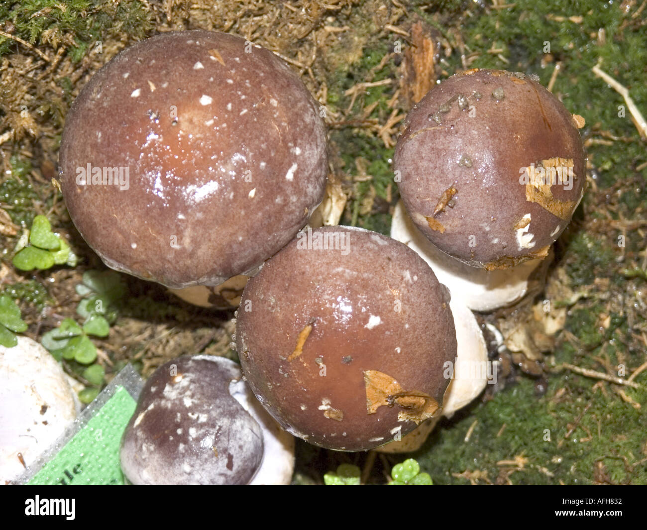 Pilz farm hi-res stock photography and images - Alamy