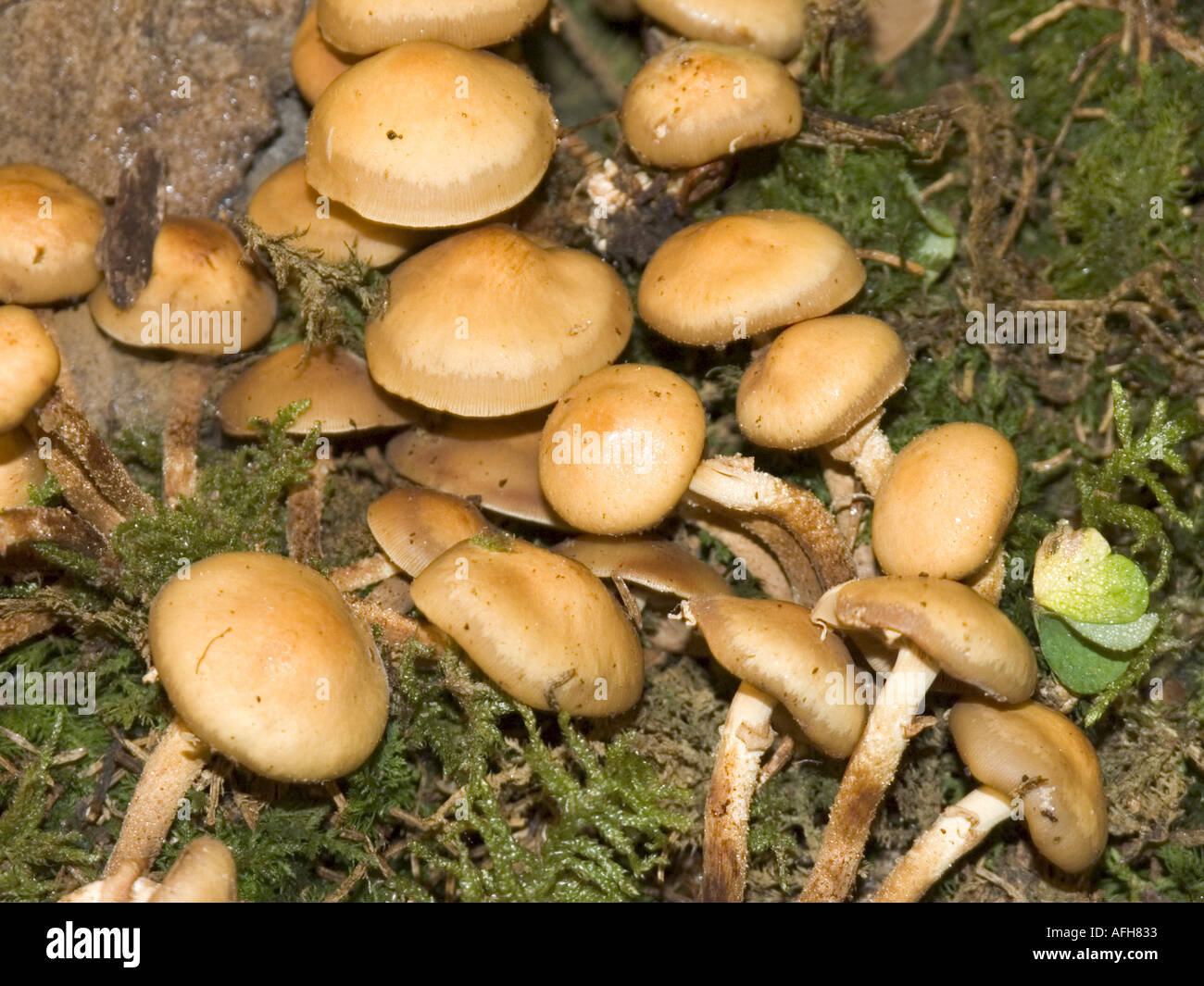 Pilz farm hi-res stock photography and images - Alamy