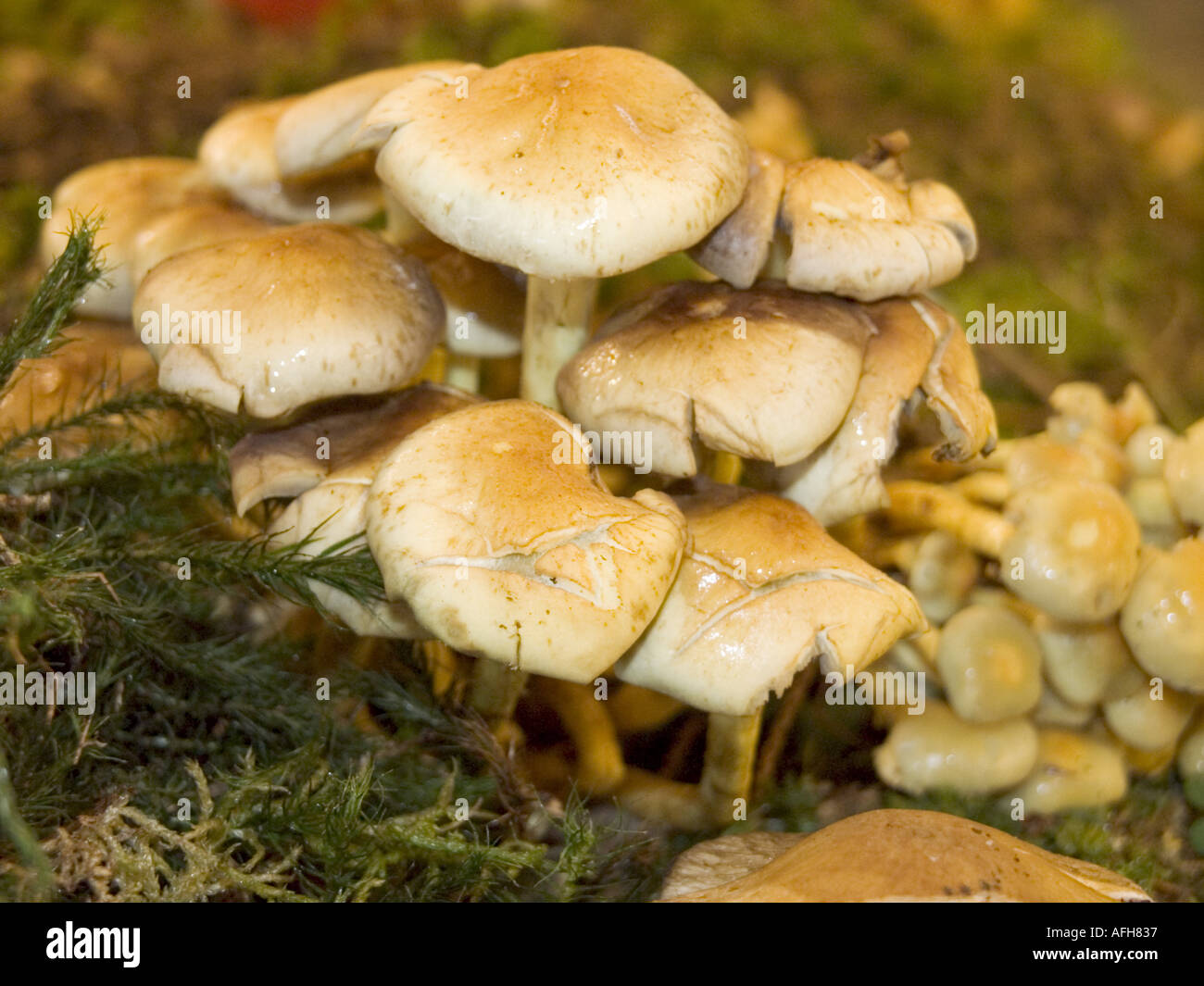 Pilz farm hi-res stock photography and images - Alamy