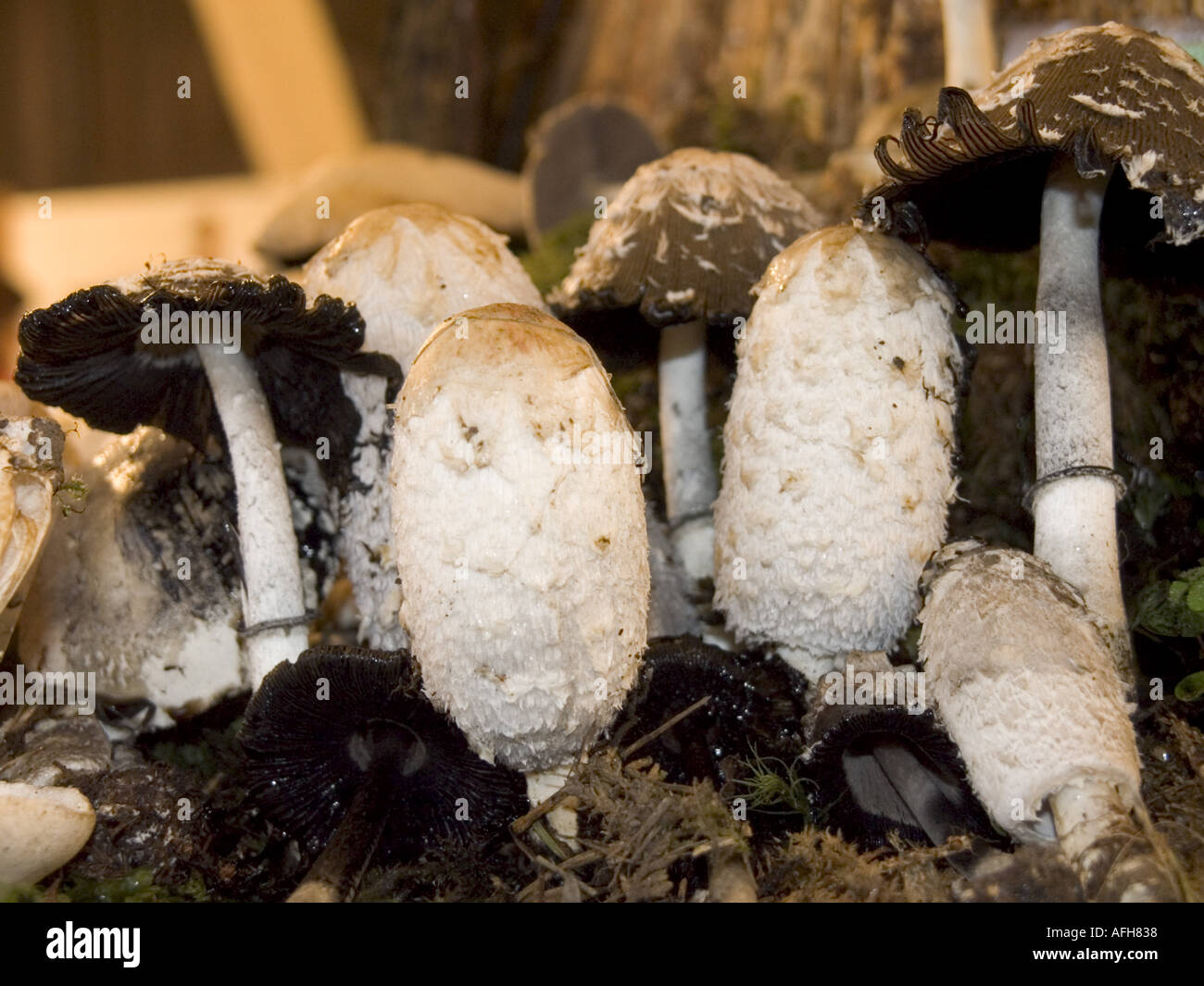 Pilz farm hi-res stock photography and images - Alamy