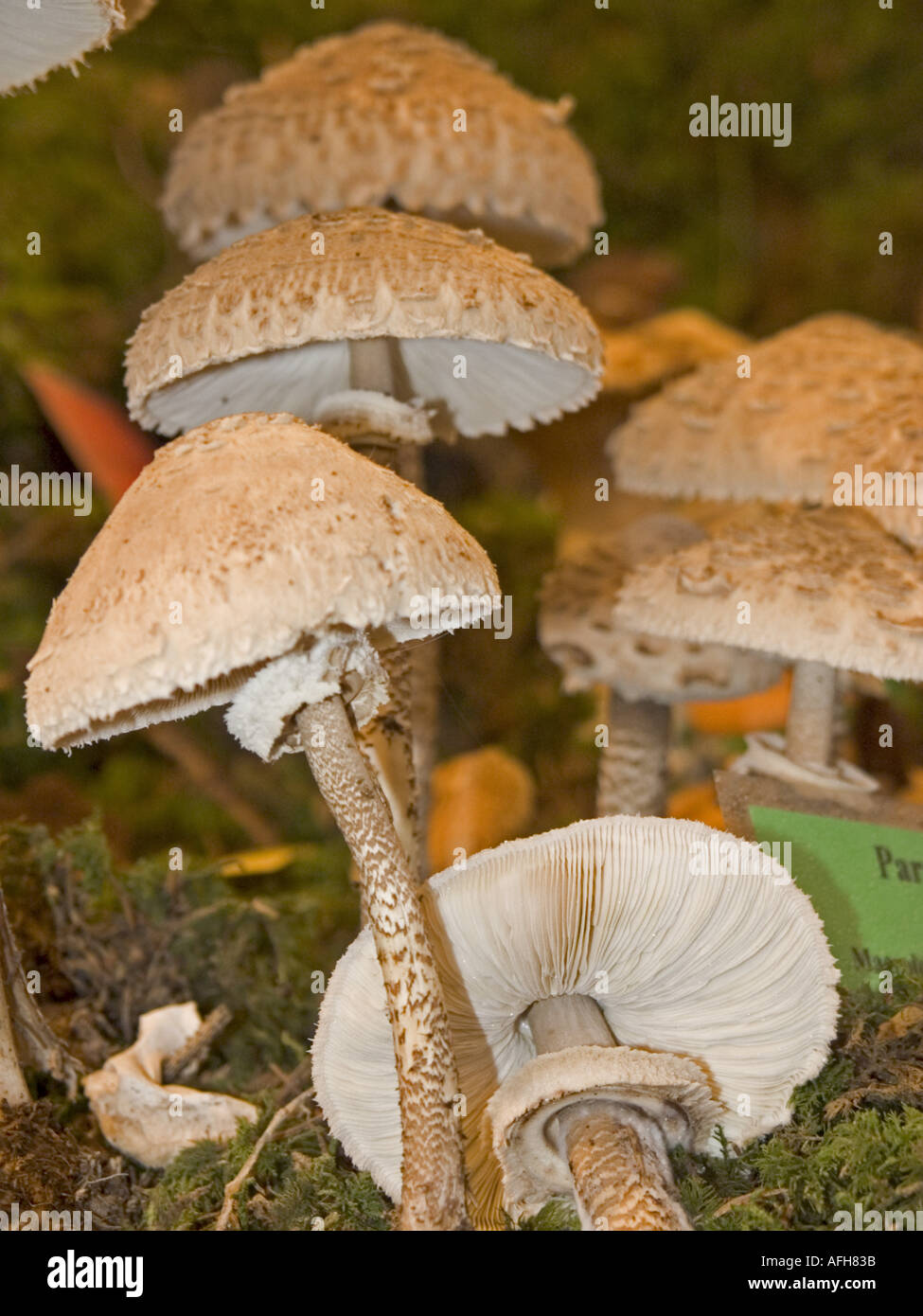 Pilz farm hi-res stock photography and images - Alamy