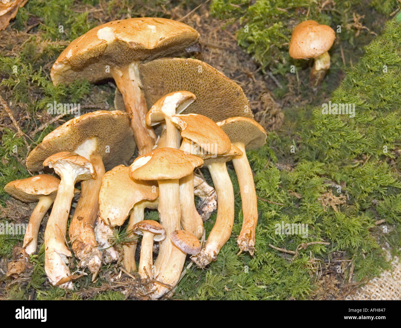 Pilz farm hi-res stock photography and images - Alamy