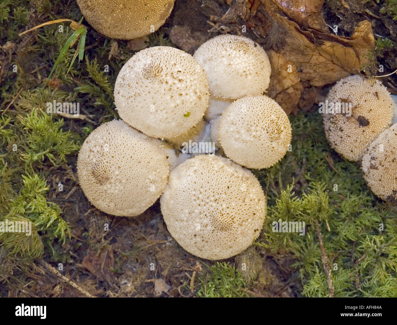 Pilz farm hi-res stock photography and images - Alamy