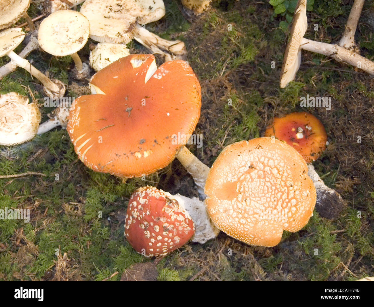 Pilz farm hi-res stock photography and images - Alamy