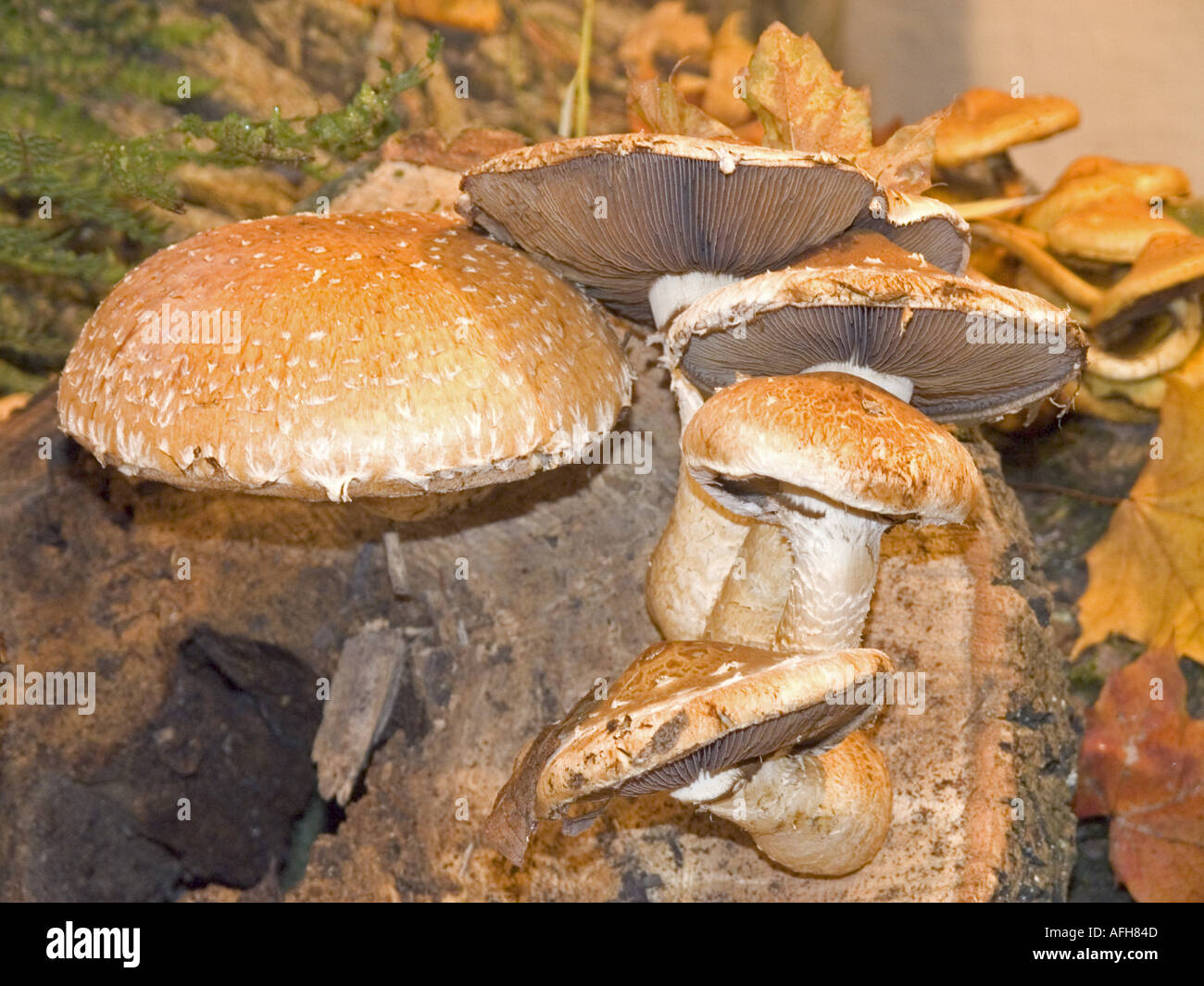 Pilz farm hi-res stock photography and images - Alamy