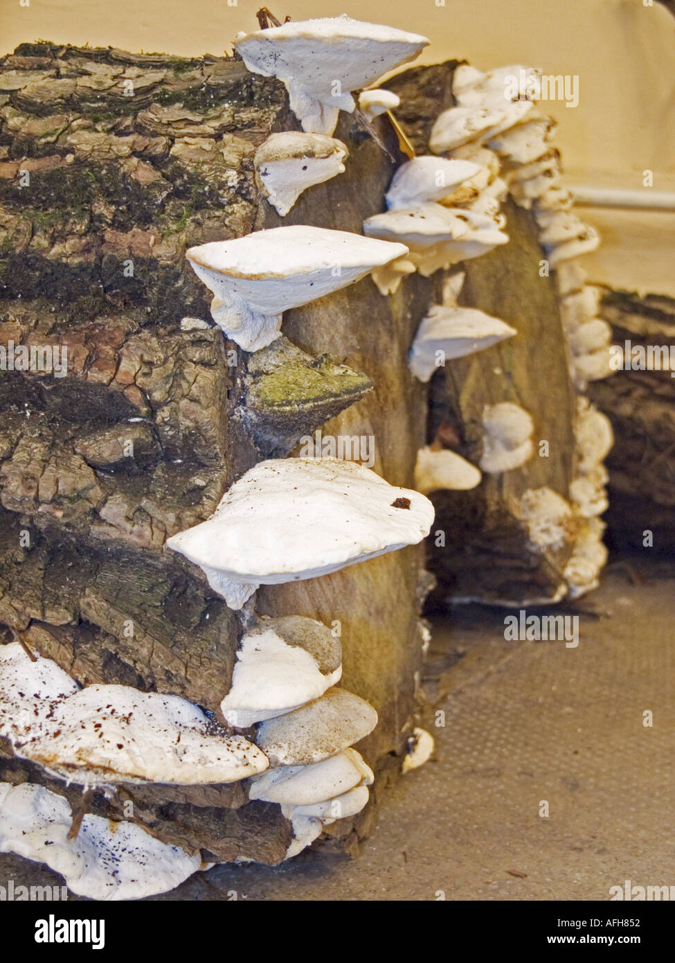 Pilz farm hi-res stock photography and images - Alamy