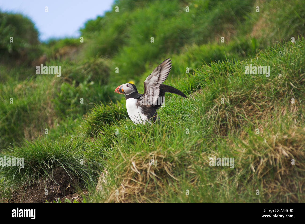 Atlantic puffin wing stretch hi-res stock photography and images - Alamy