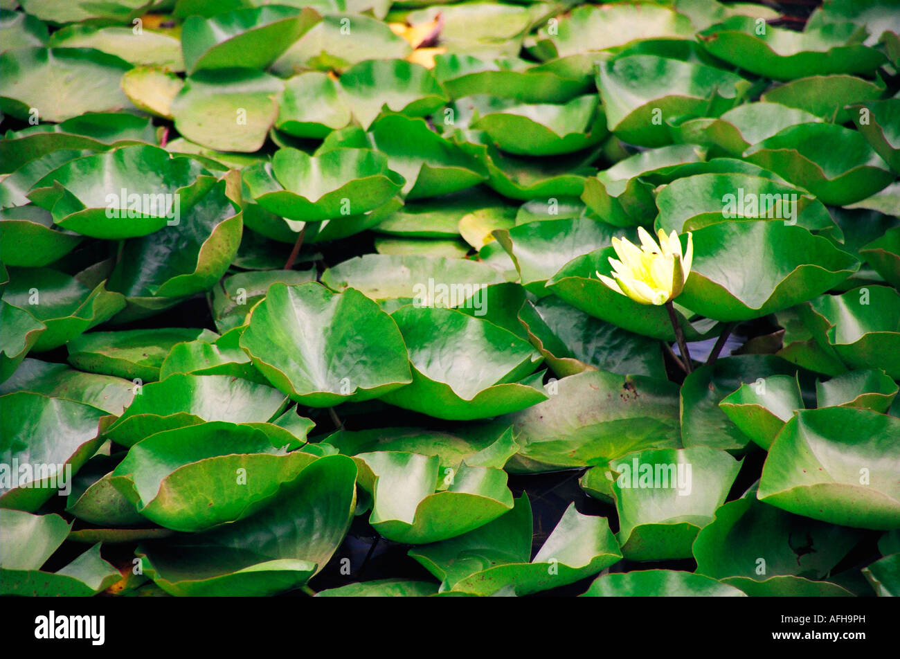 Water lilies in pond Stock Photo - Alamy
