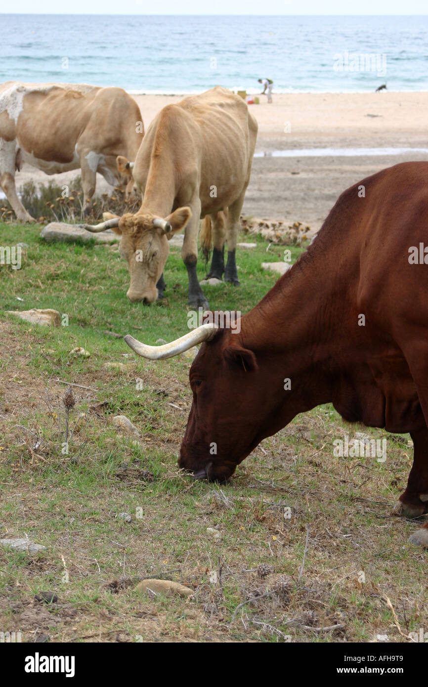 cows eating grass by the sea Stock Photo - Alamy