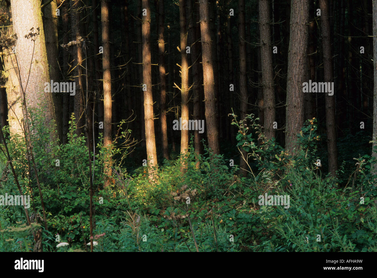 Sunlight on pine trees, United Kingdom Stock Photo - Alamy
