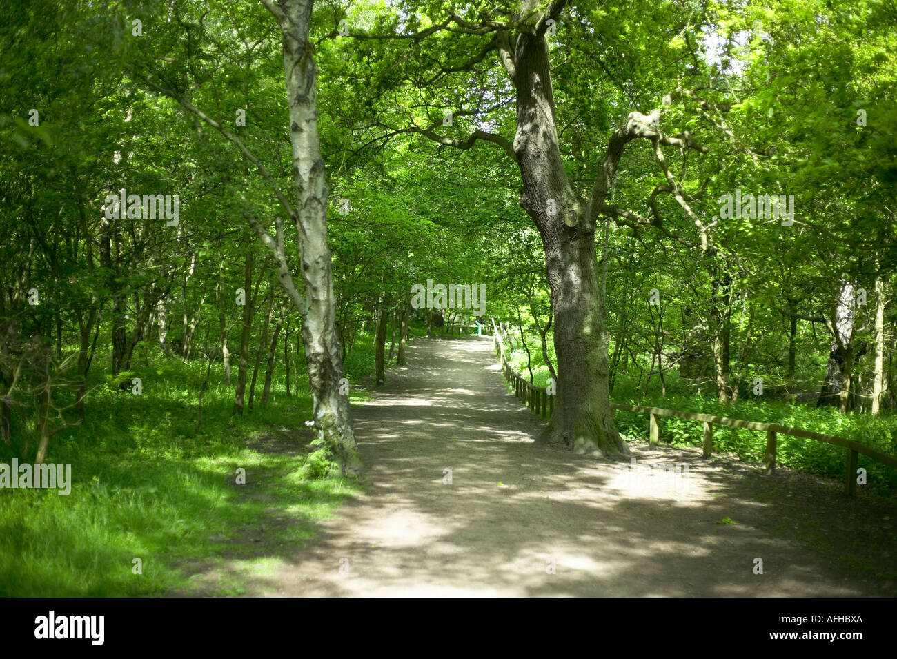 Nottingham forrest hi-res stock photography and images - Alamy