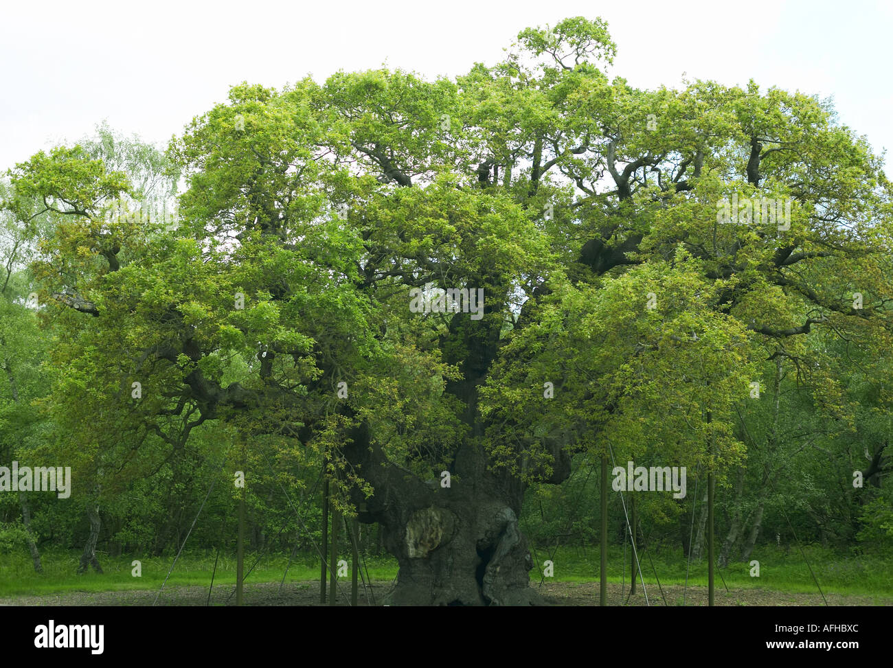 Great oak trees in hi-res stock photography and images - Alamy