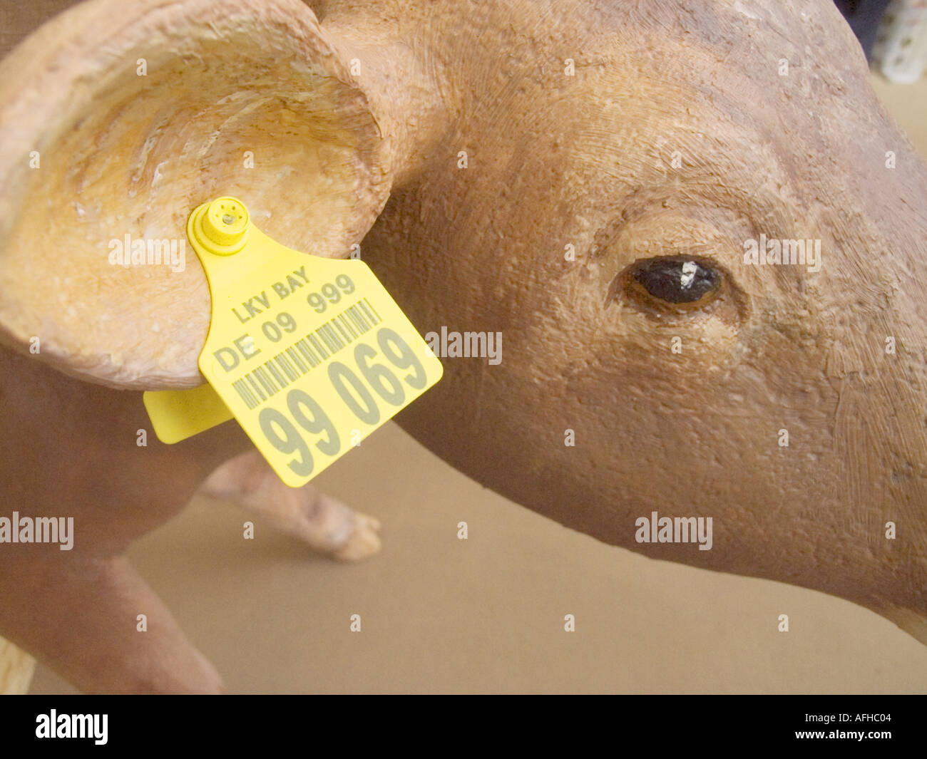 Cattle with Bar code or Bar-code on ear Stock Photo - Alamy