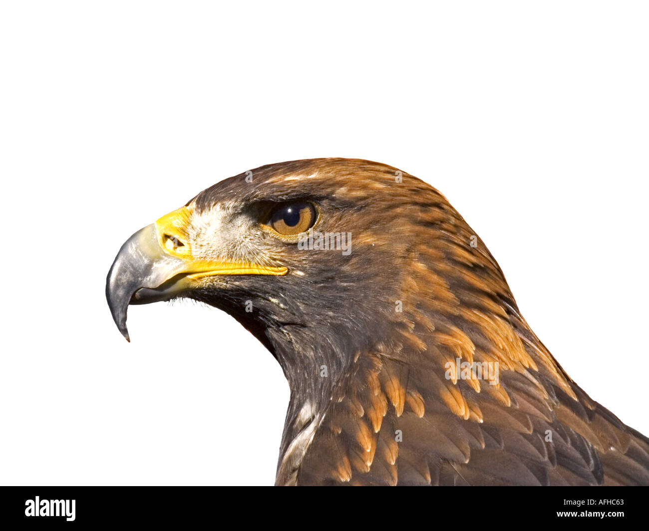 Predation symbol hi-res stock photography and images - Alamy