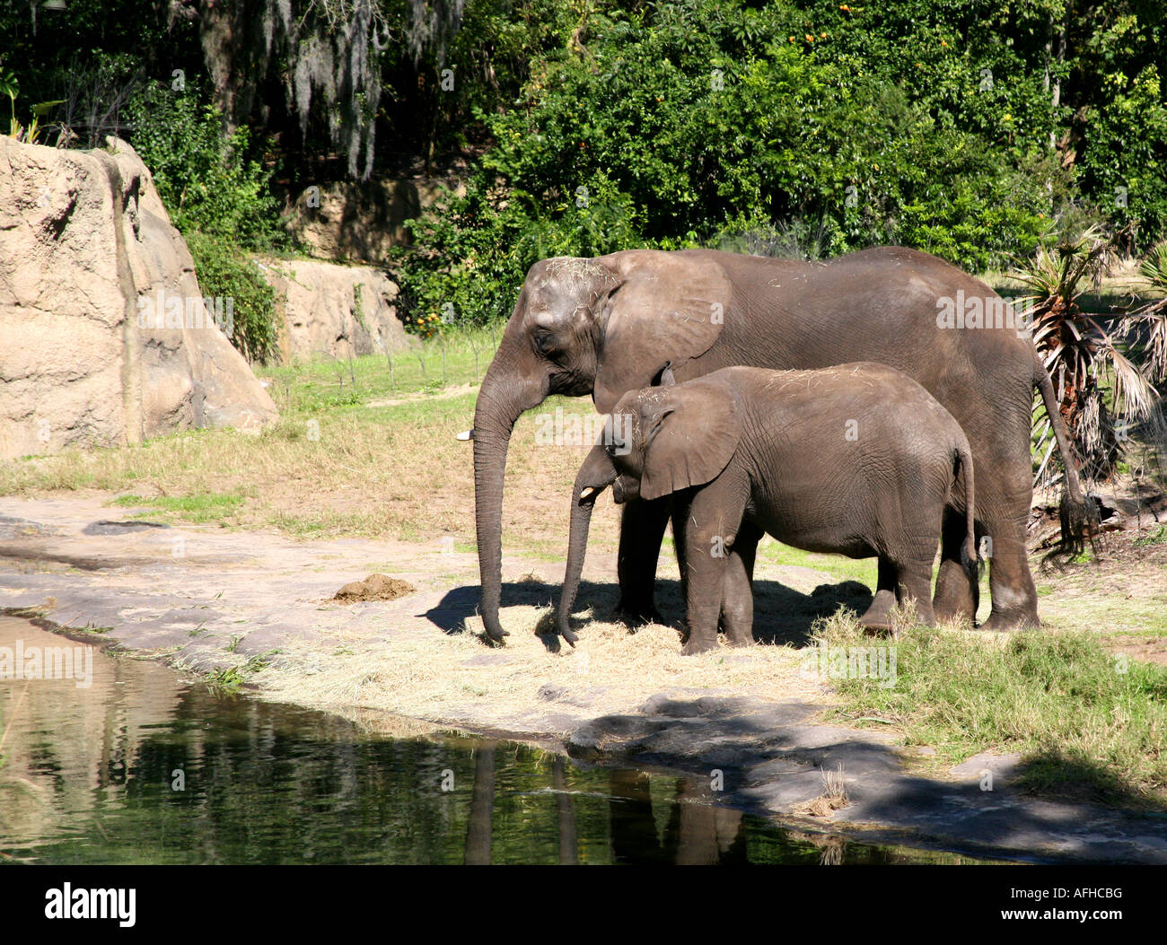 Mother and offspring elephants standing on the side of a water ...