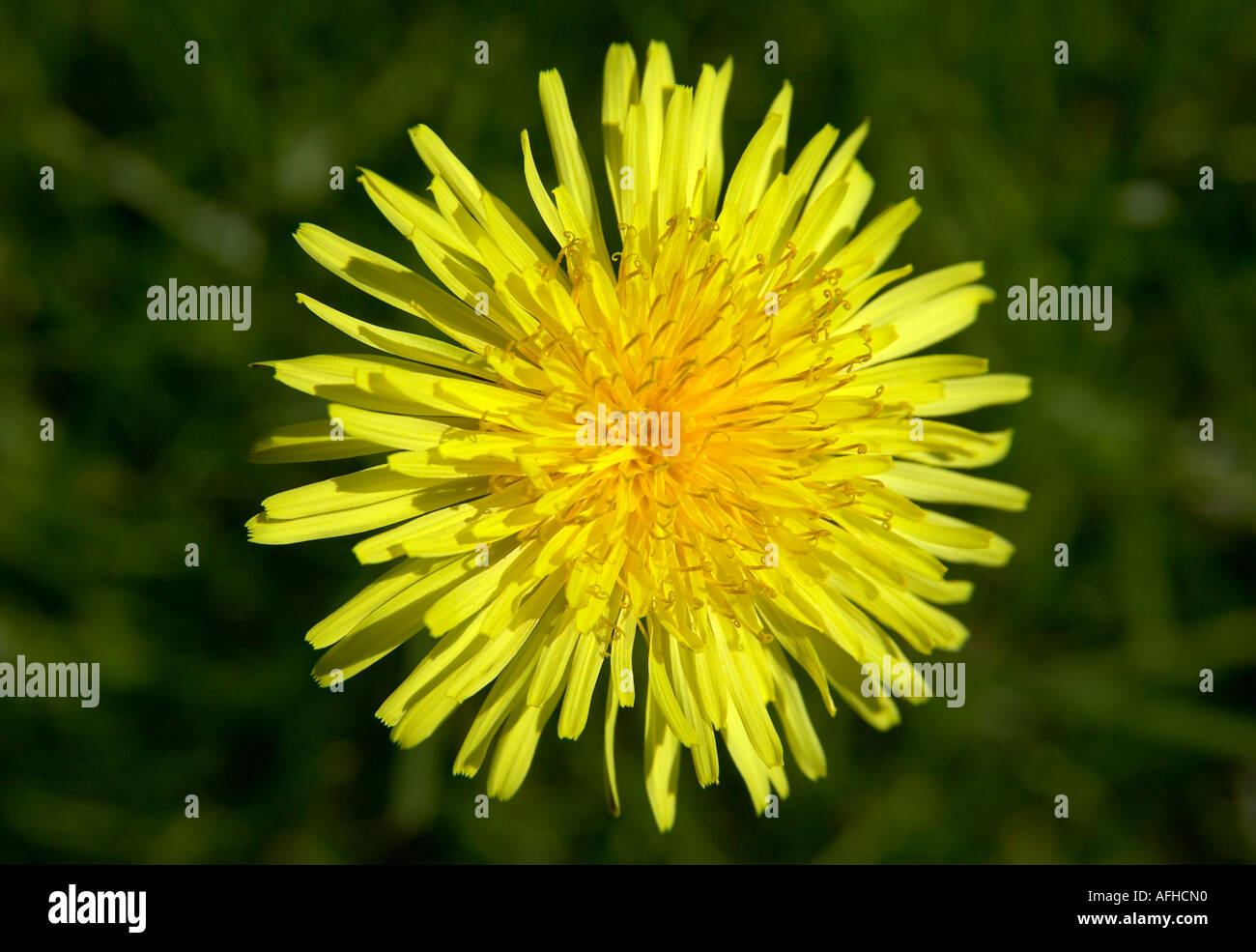 Ornamental plants ornamental shrubs art tending daisy chains hi-res ...