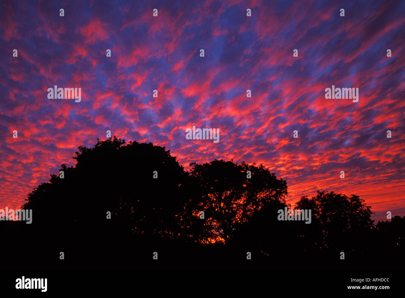 California, Marin County, Novato, Oaks at sunset Stock Photo - Alamy