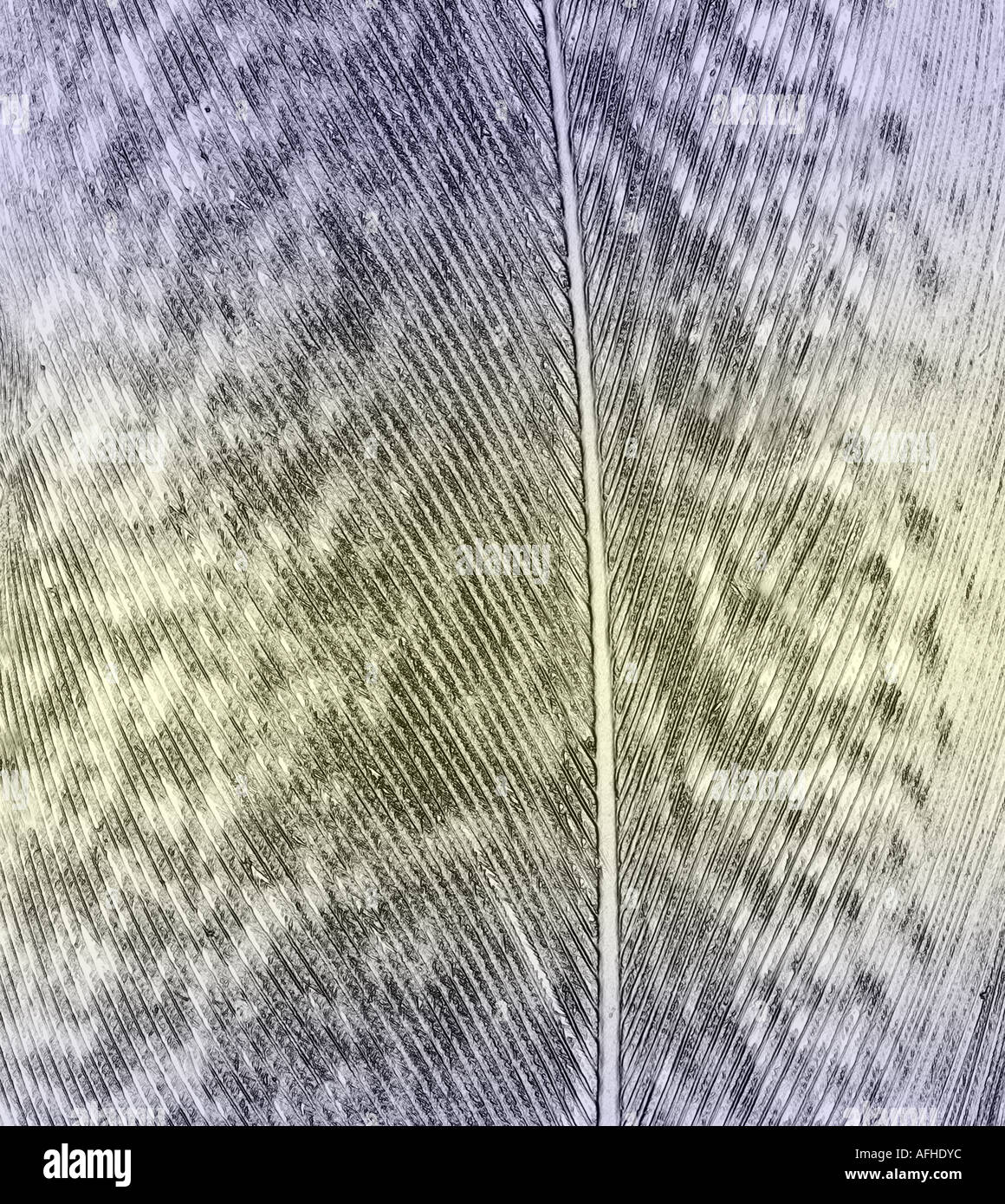 A pheasant feather in close up with rainbow colour effect Stock Photo ...