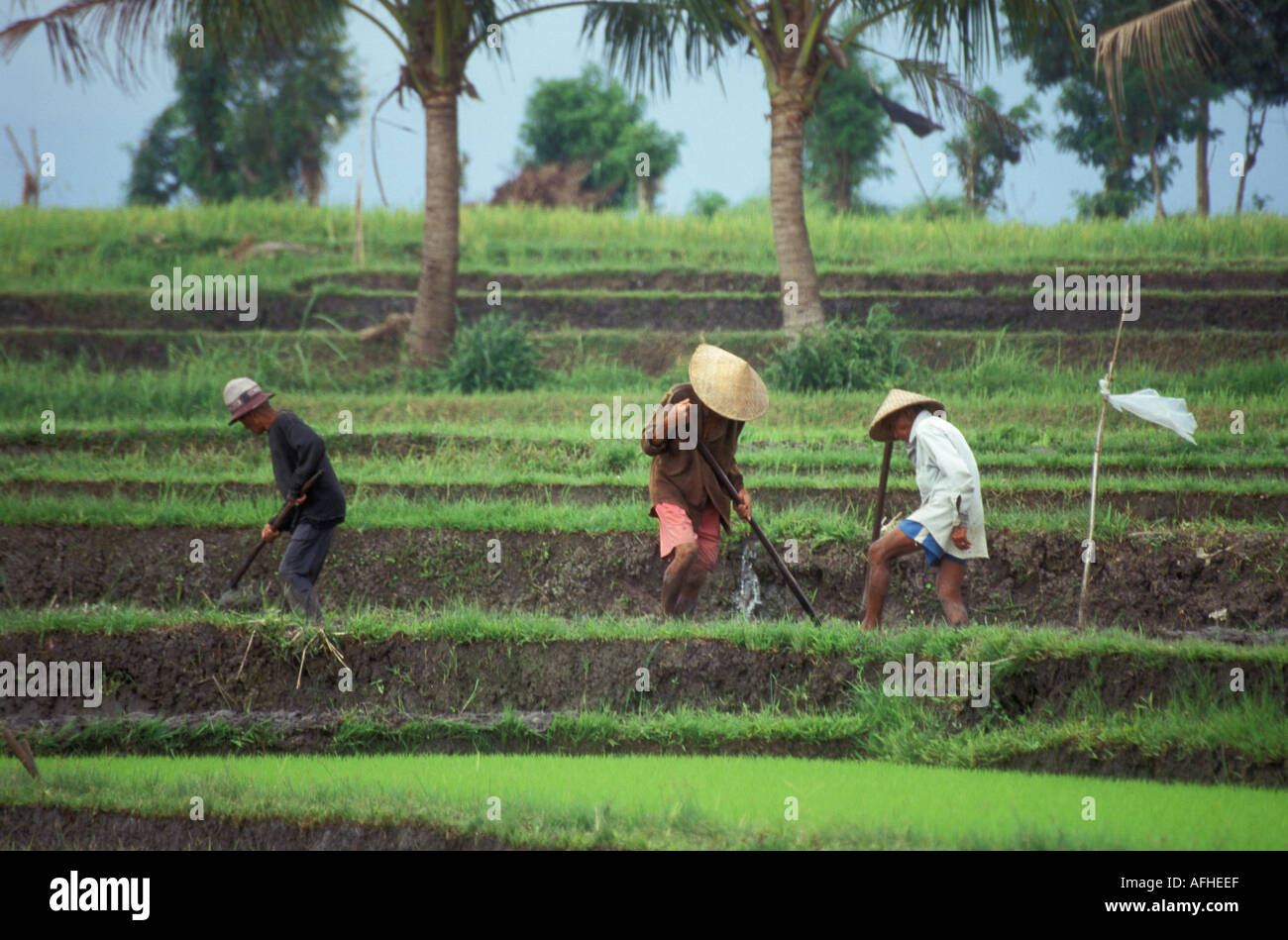 Bali Men Working In A Rice Paddy Indonesia Stock Photo - Alamy