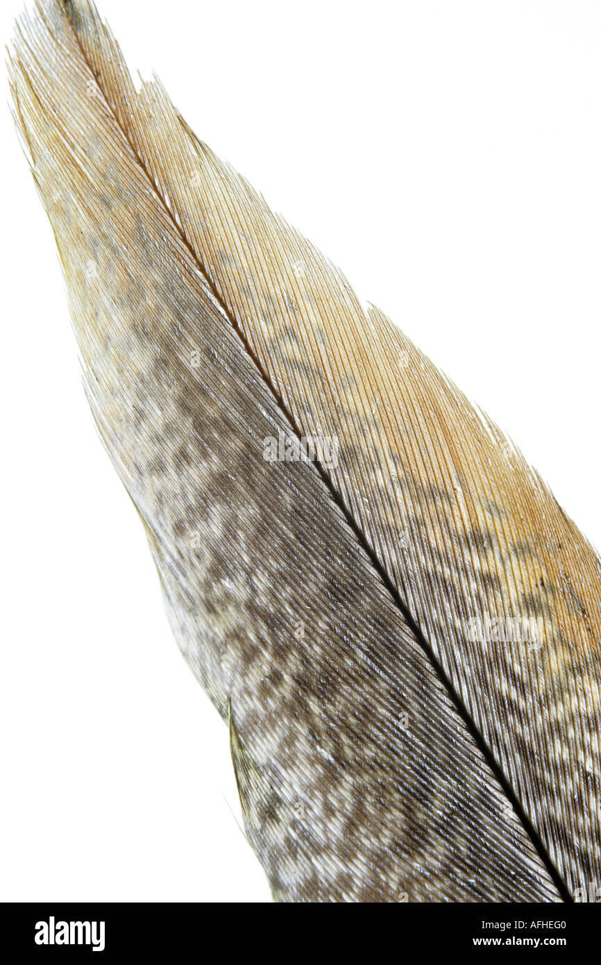 A Pheasant feather In close up taken against white background in the ...