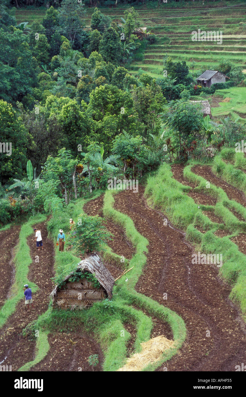 Bali Tiered Rice Paddy Indonesia Stock Photo - Alamy
