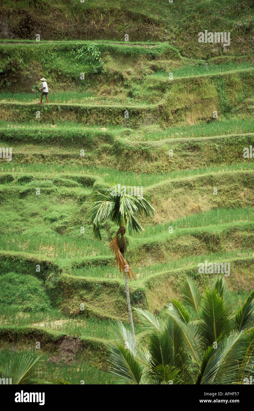 Bali Farmer Working On A Tiered Rice Paddy Indonesia Stock Photo - Alamy