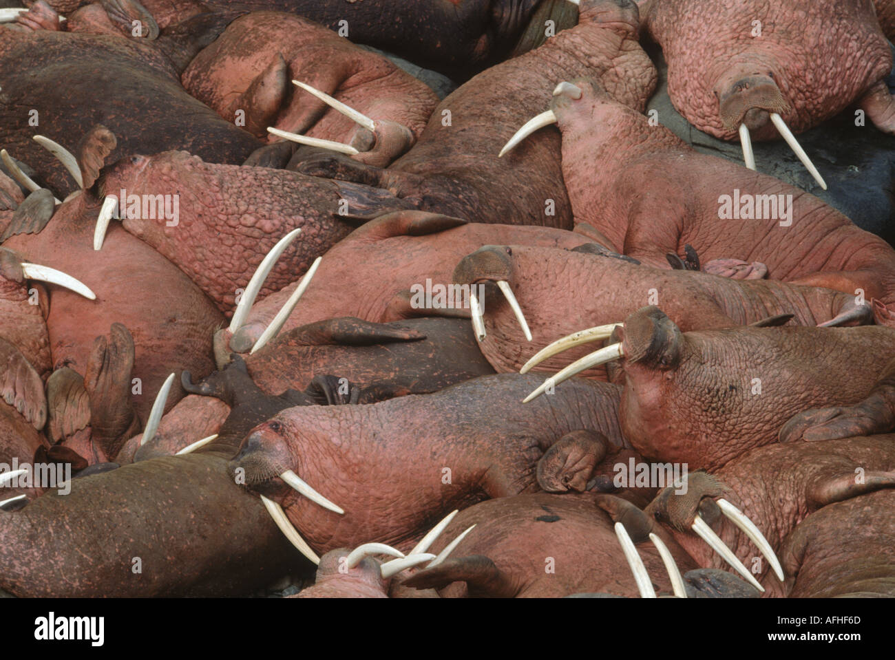 Walrus alaska hi-res stock photography and images - Alamy
