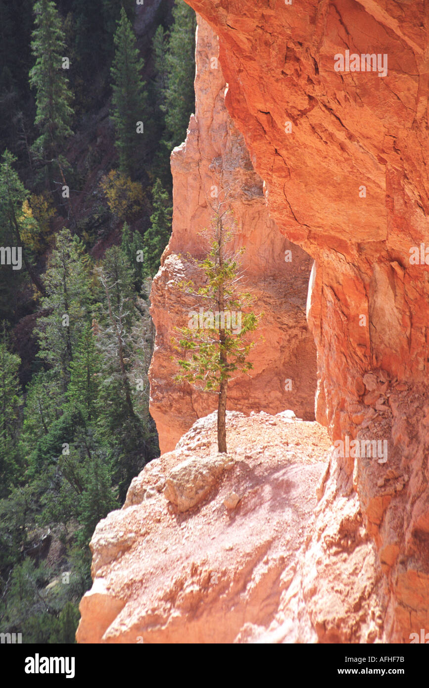 Tree Bryce Canyon NP Utah Stock Photo - Alamy