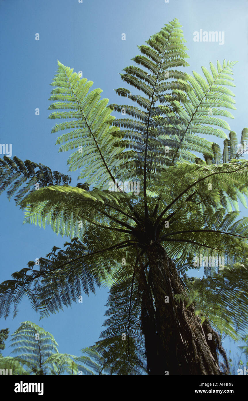 Tree fern New Zealand Stock Photo - Alamy