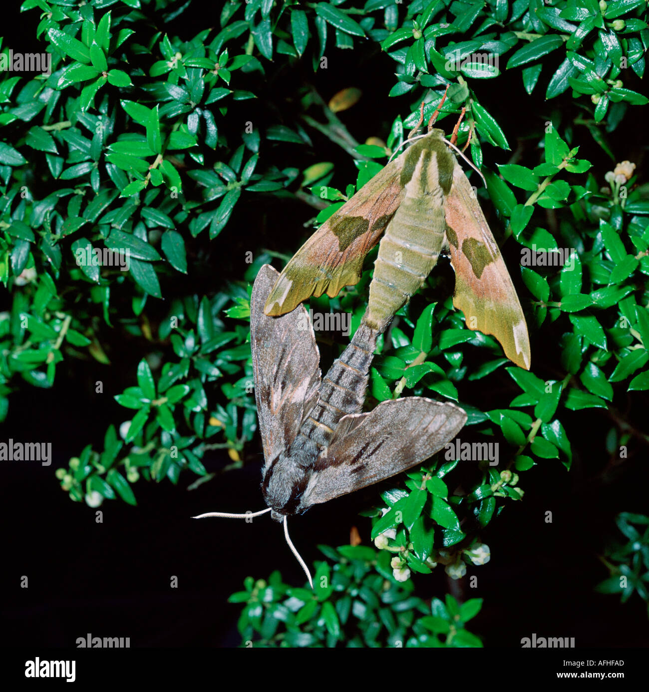 Interspecific mating of hawk moths Stock Photo - Alamy