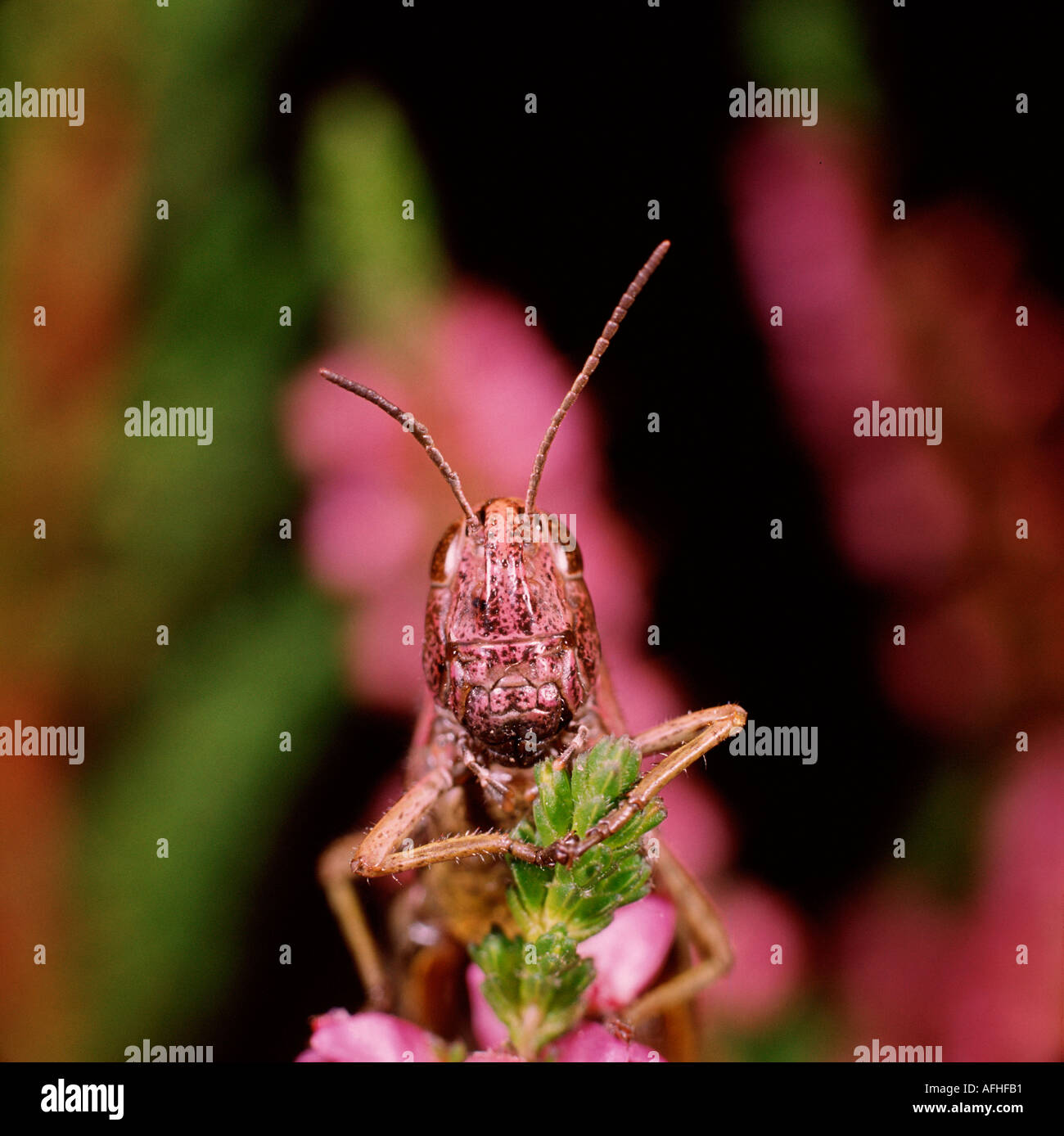 Common field grasshopper Stock Photo - Alamy