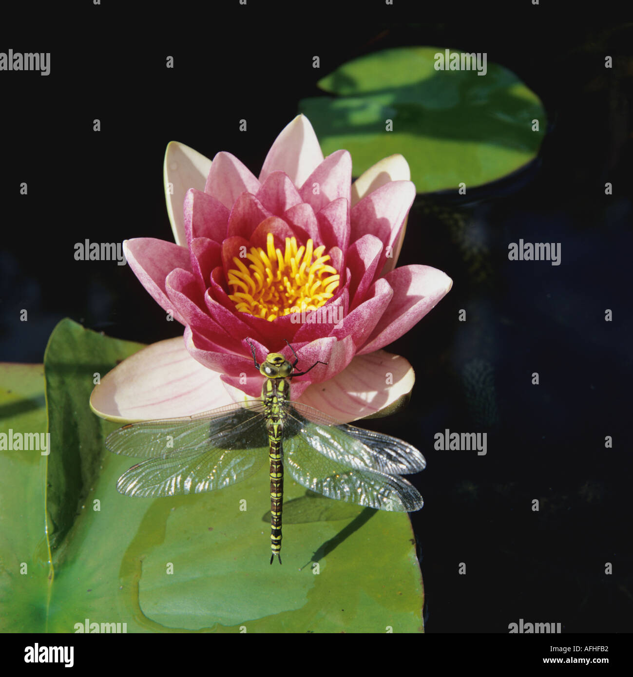 Dragonfly on water lily Stock Photo - Alamy