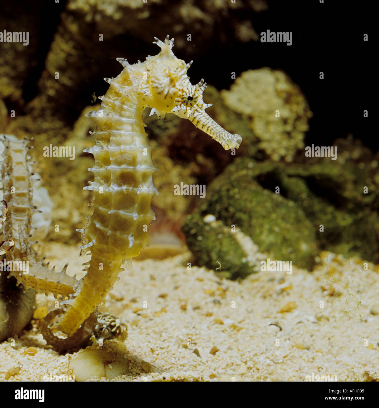Horse fish hi-res stock photography and images - Alamy