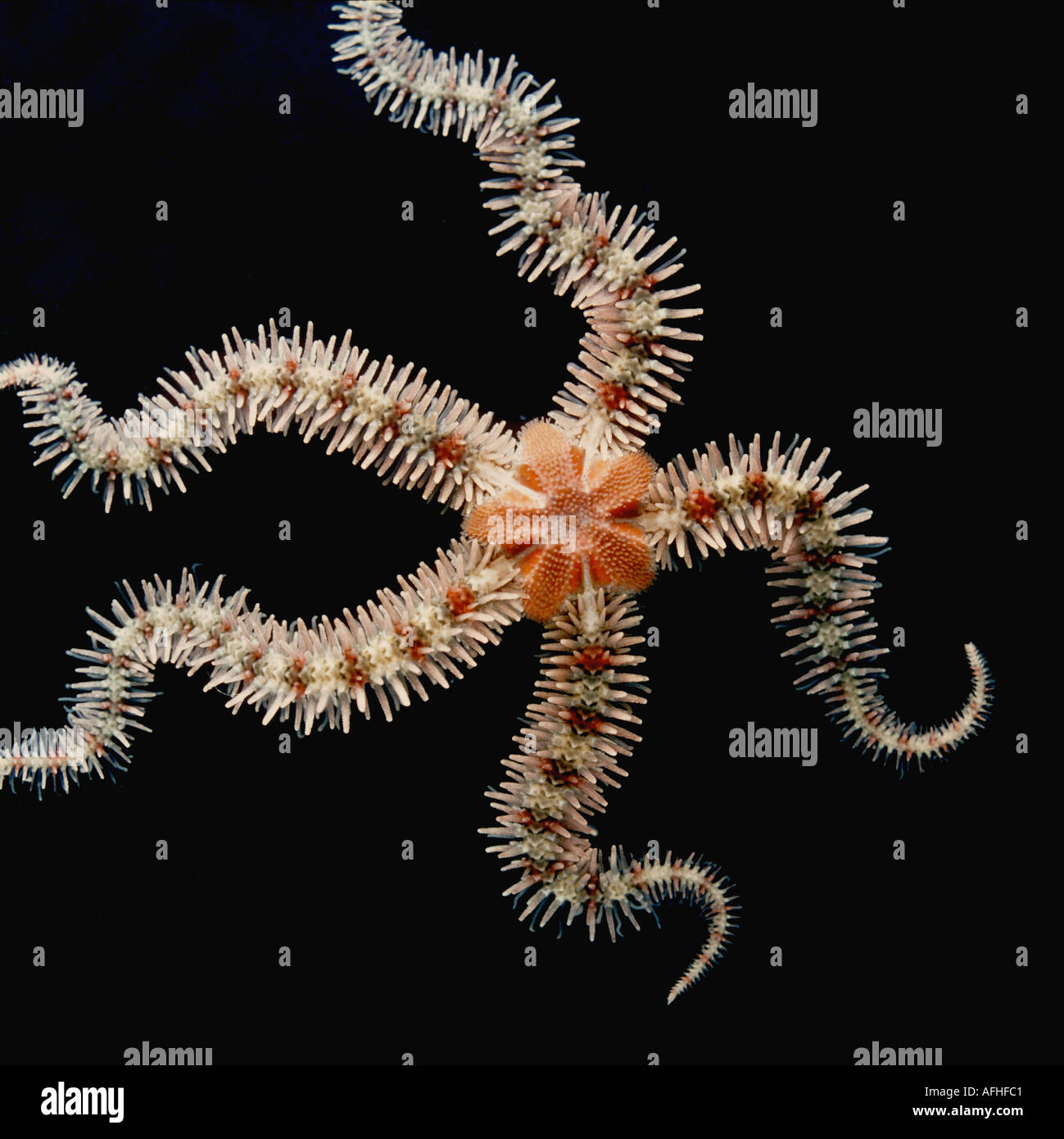Brittle star with 5 writhing arms Stock Photo - Alamy