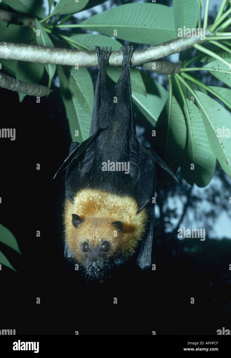 Flying fox or fruit bat Stock Photo - Alamy
