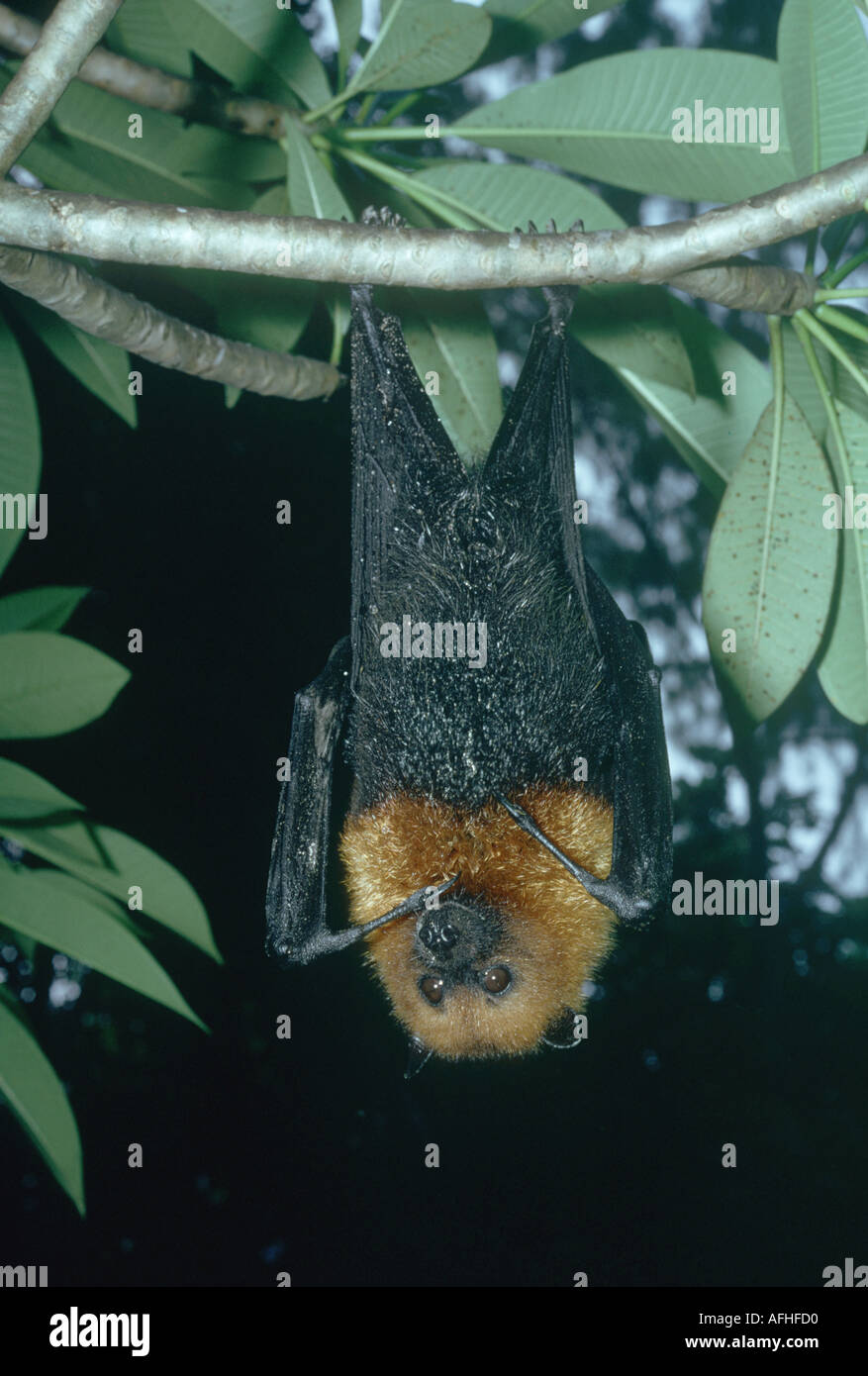 Flying fox or fruit bat Stock Photo - Alamy
