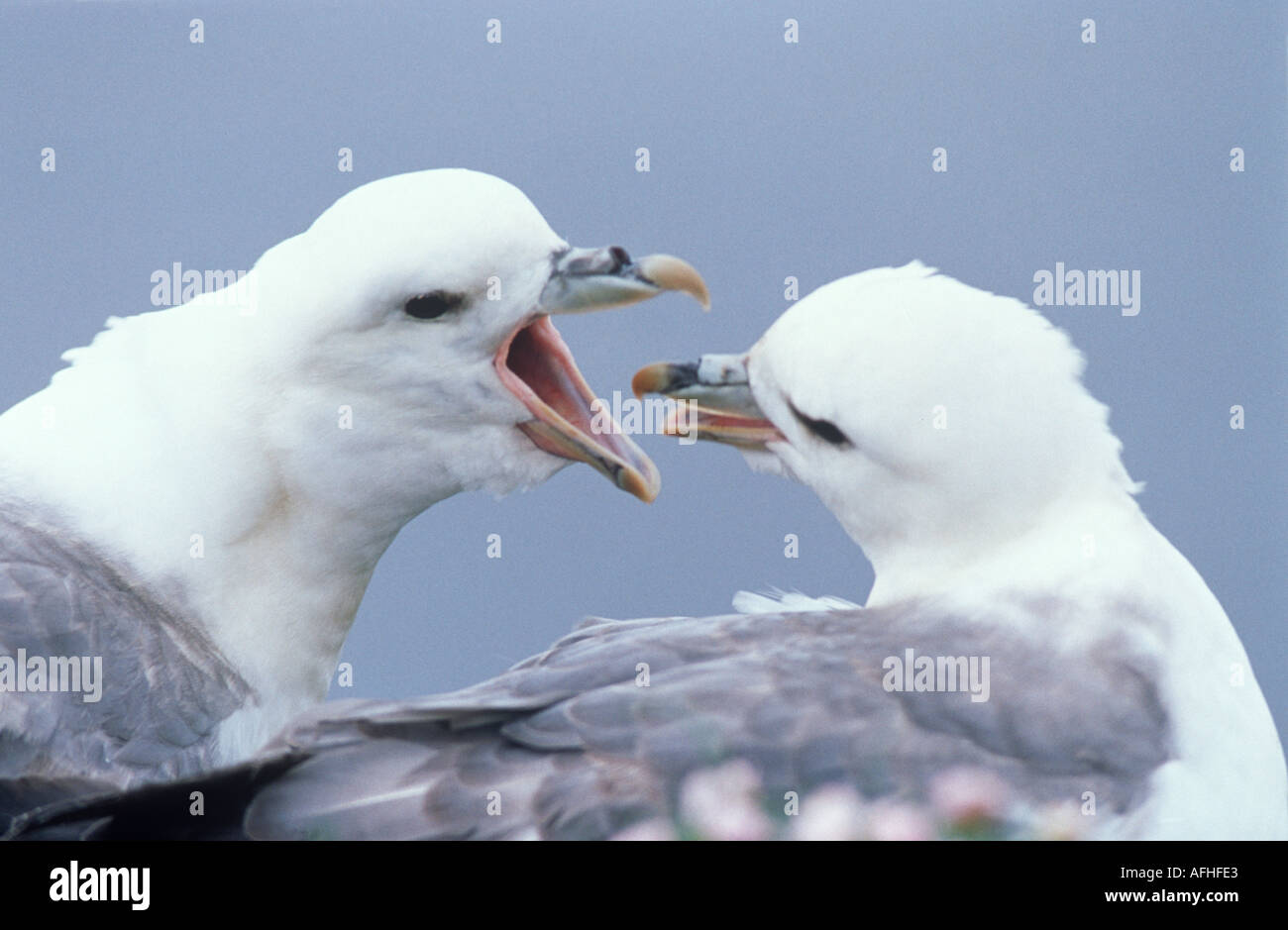 Courting birds hi-res stock photography and images - Alamy