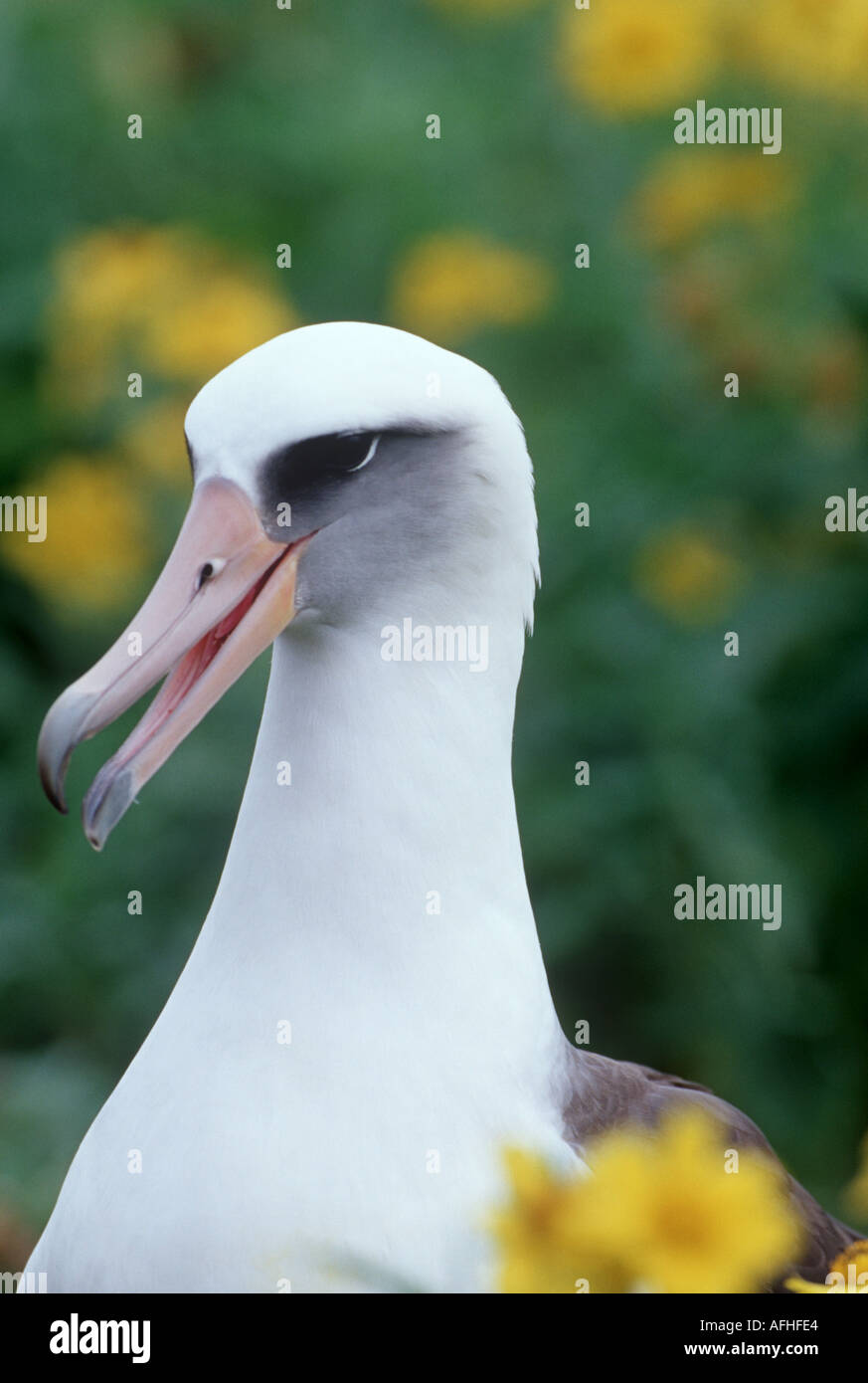 Gooney birds hi-res stock photography and images - Alamy