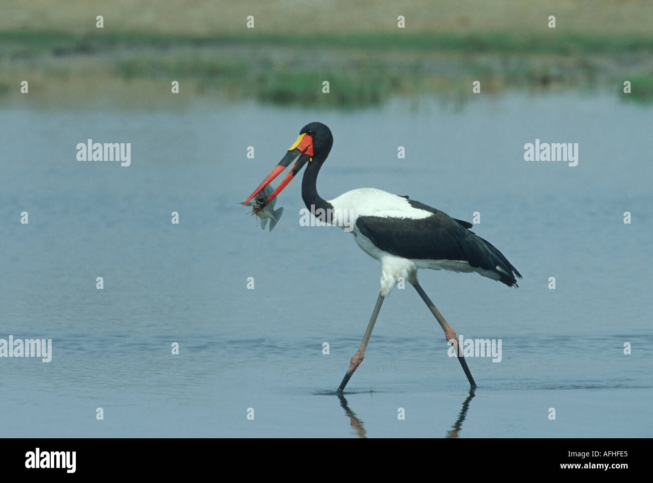 Saddlebill stork with fish Botswana Stock Photo - Alamy