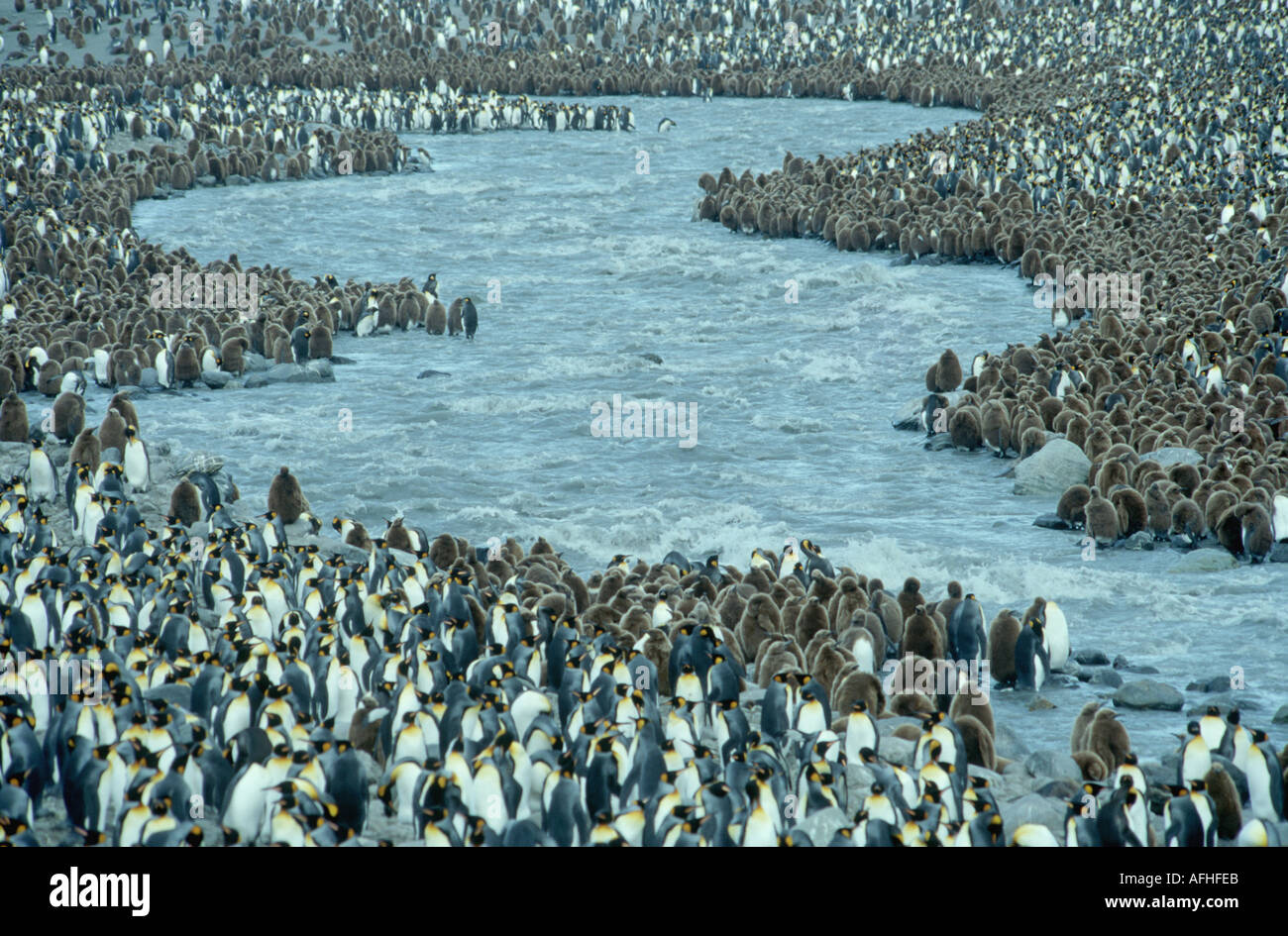 King penguins brown chicks line rivers to cool off Stock Photo - Alamy