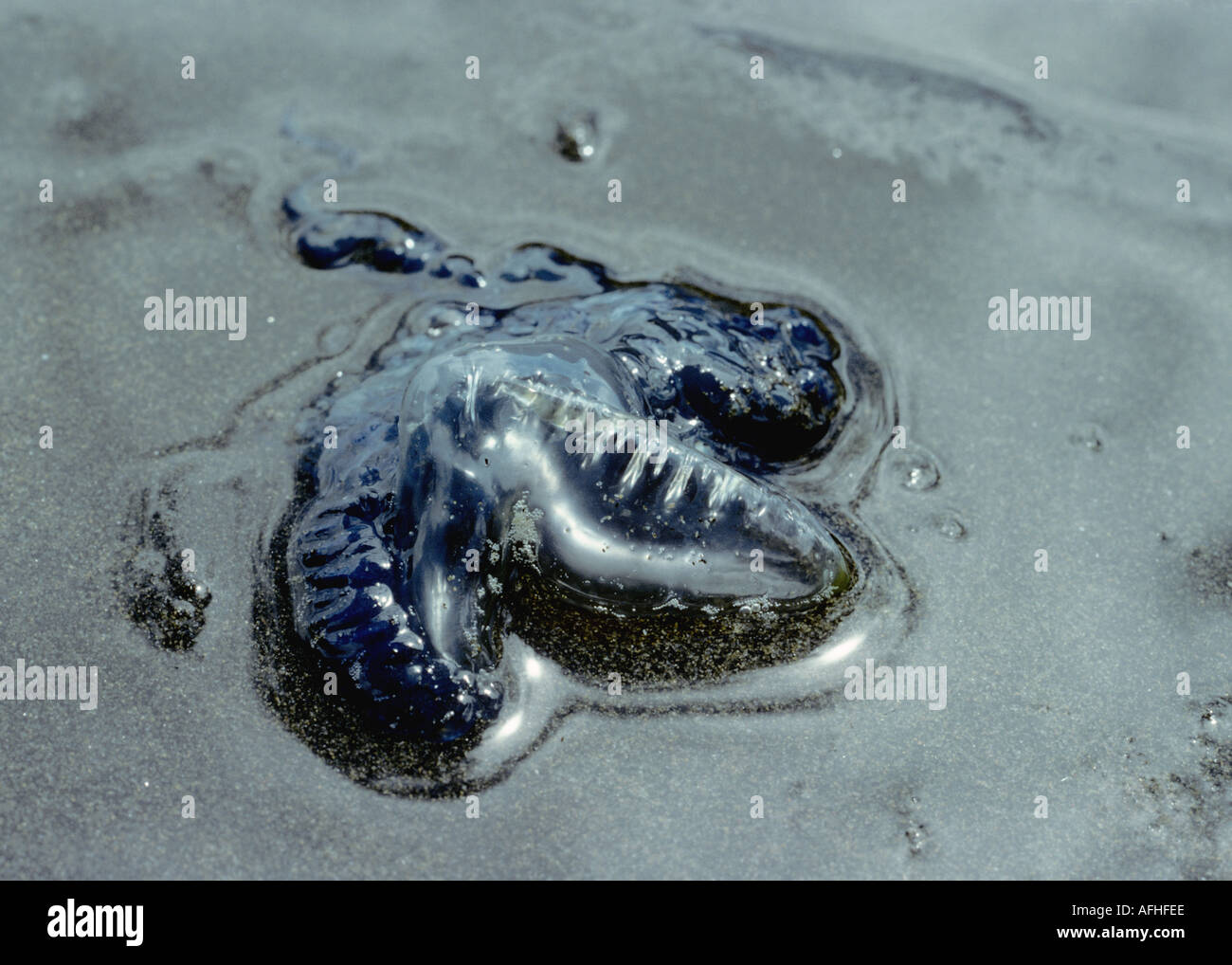 Portuguese man o war stranded on beach Stock Photo - Alamy